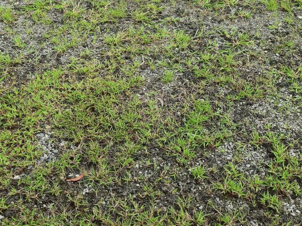 Boden mit Grasnarbe entsorgen - Dino Containerdienst Essen